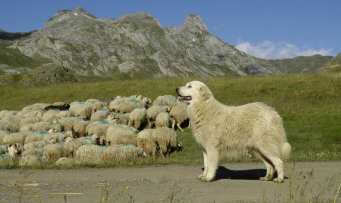 Rencontre avec le Patou – Randonnée en Occitanie, des Pyrénées à la ...